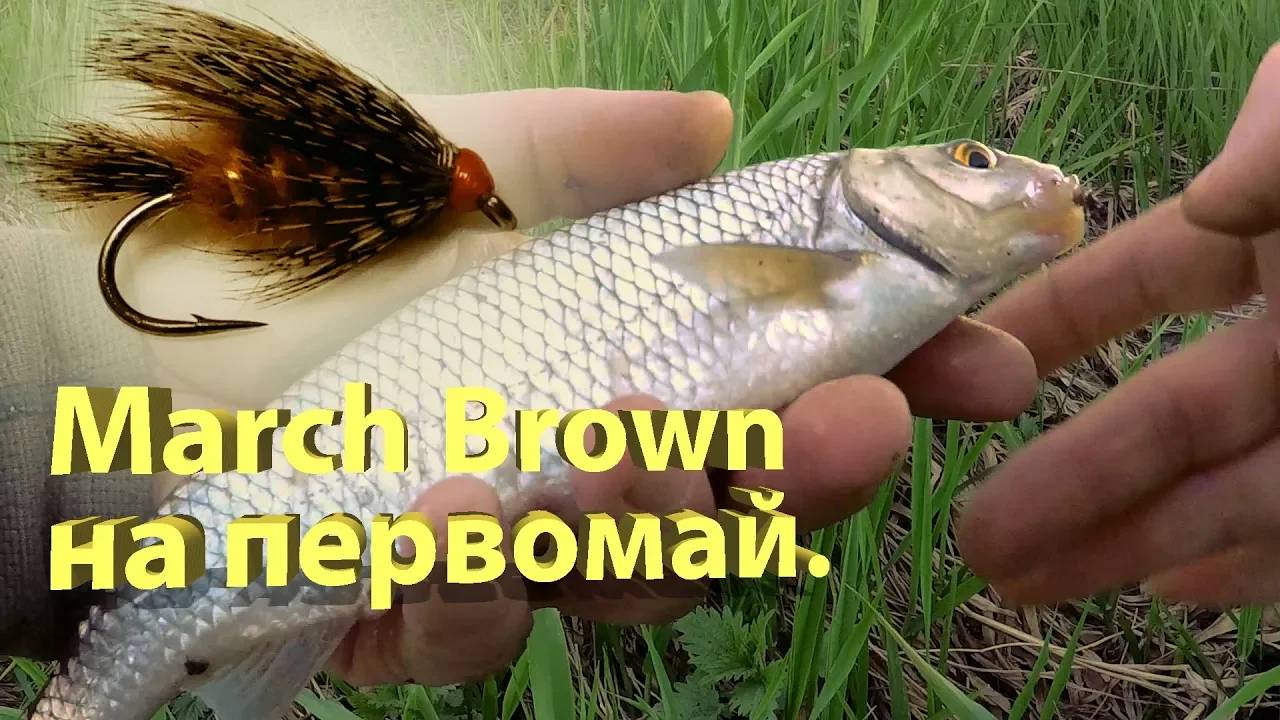 Мушка March Brown на первомай. Ловля мокрой мушкой с берега . / fly fishing march brown wet fly