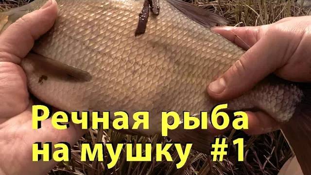 Речная рыба на мушку #1. Ловля весенней рыбы по холодной воде.