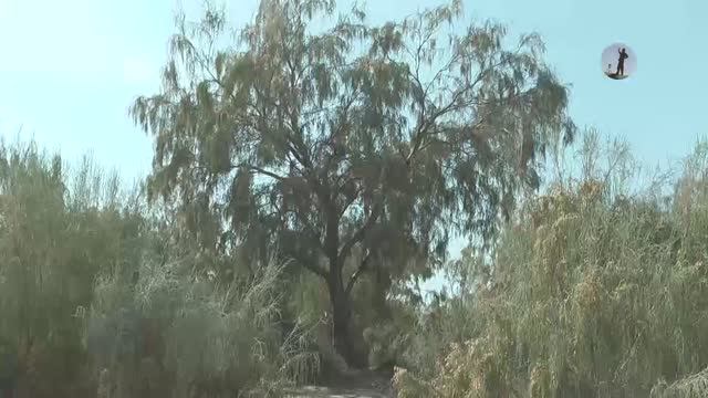 Саксауловый лес в Туркменистане