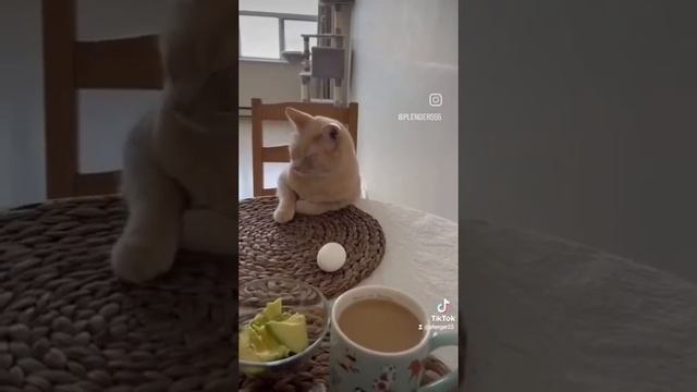 Не все коту масленница !))))))