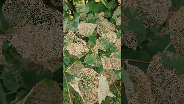 Что это может быть ? Оттава, Канада, лето 2024. (What could this be???)