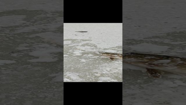 Открытие сезона твердой воды 2024-2025