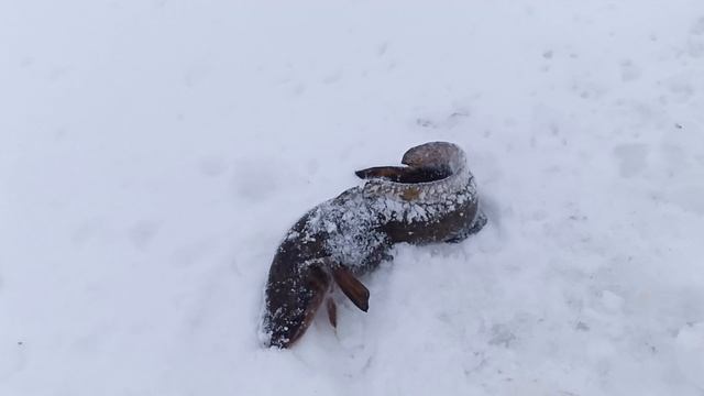 Проверка тычек на налима.29.12.24г.