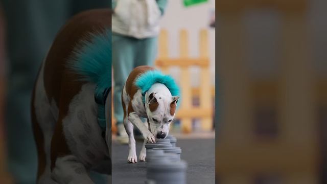 Прекрасная Муня на ноузворке. Стаффорд - универсальная собака