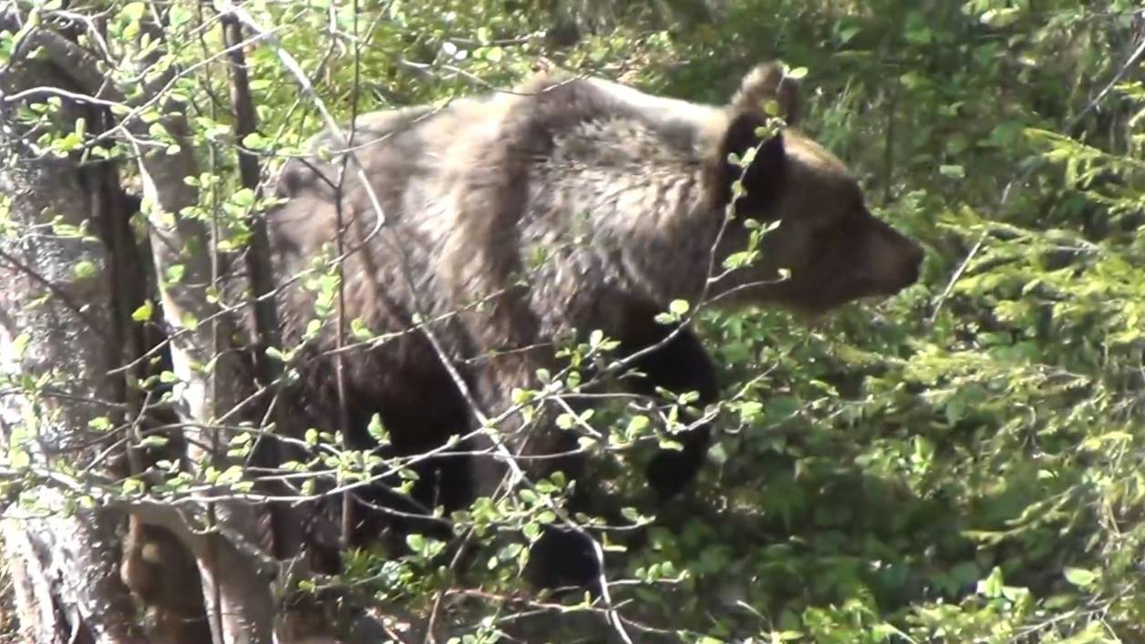МЕДВЕДЬ выбежал прямо на МЕНЯ Тайга Рыбалка в Тайге Рудиковка Выживание Медведь на Рыбалке  Сибирь