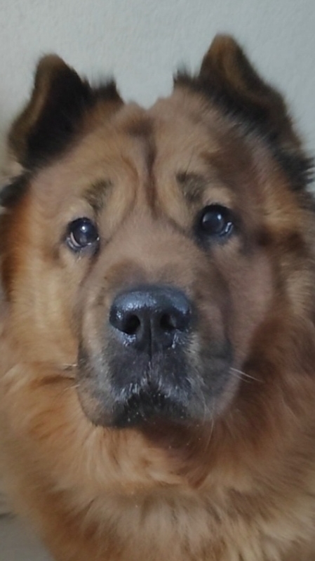 золушка хитропопая