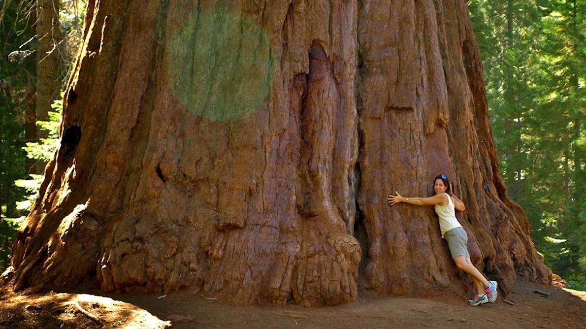 Американская Мечта №4/ Гигантские секвойи