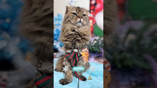 С наступающим Новым годом!🎄 #котики #новыйгод #самуэлькотик