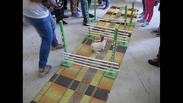 Кроличьи бега с барьерами