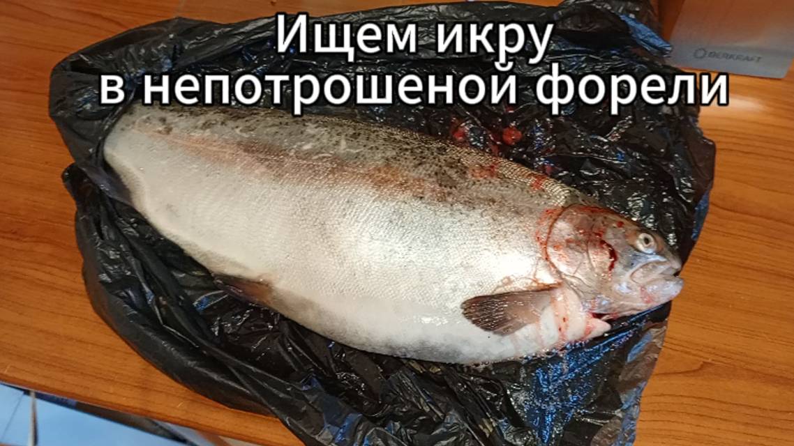 Ищем икру в форели. Играем в икорную лотерею