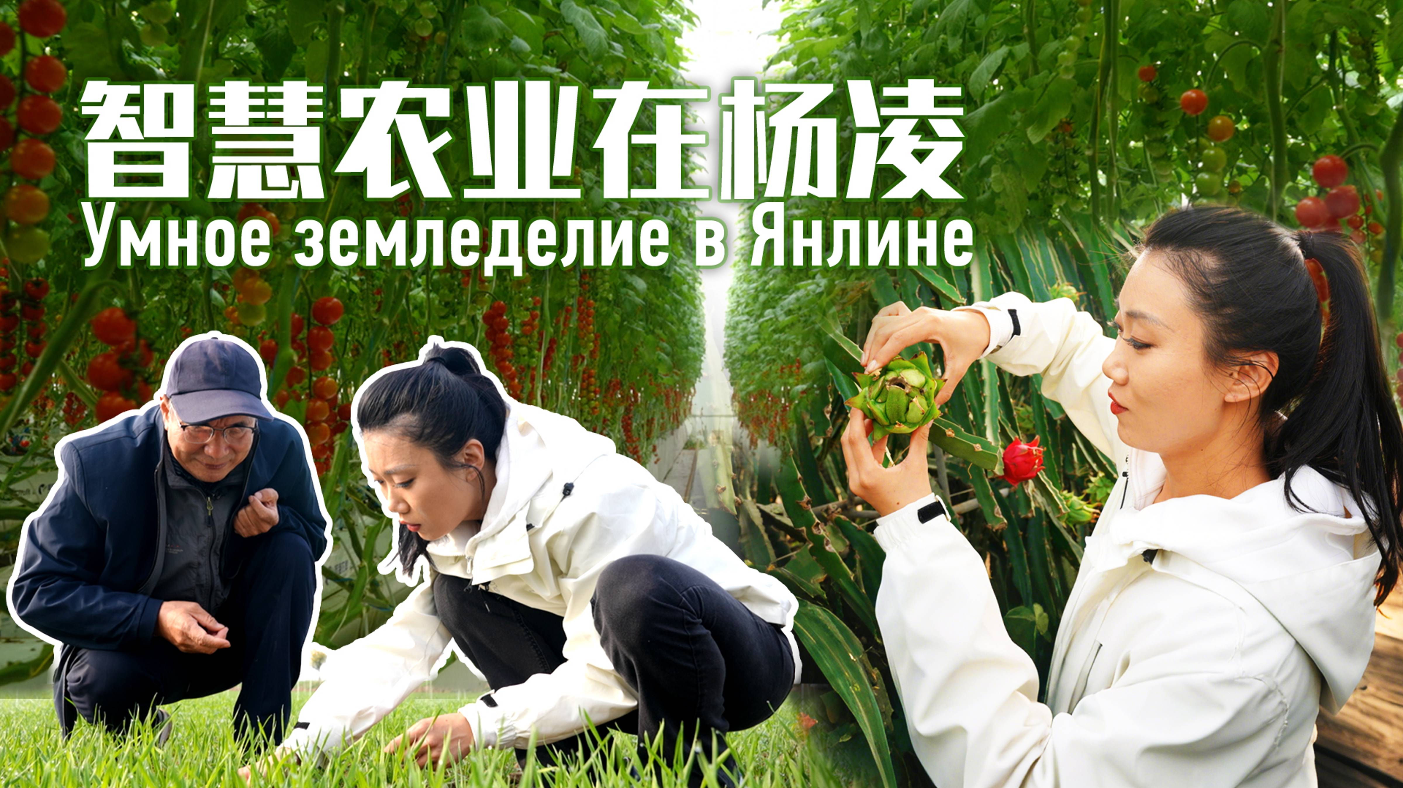 Умное земледелие в Китае