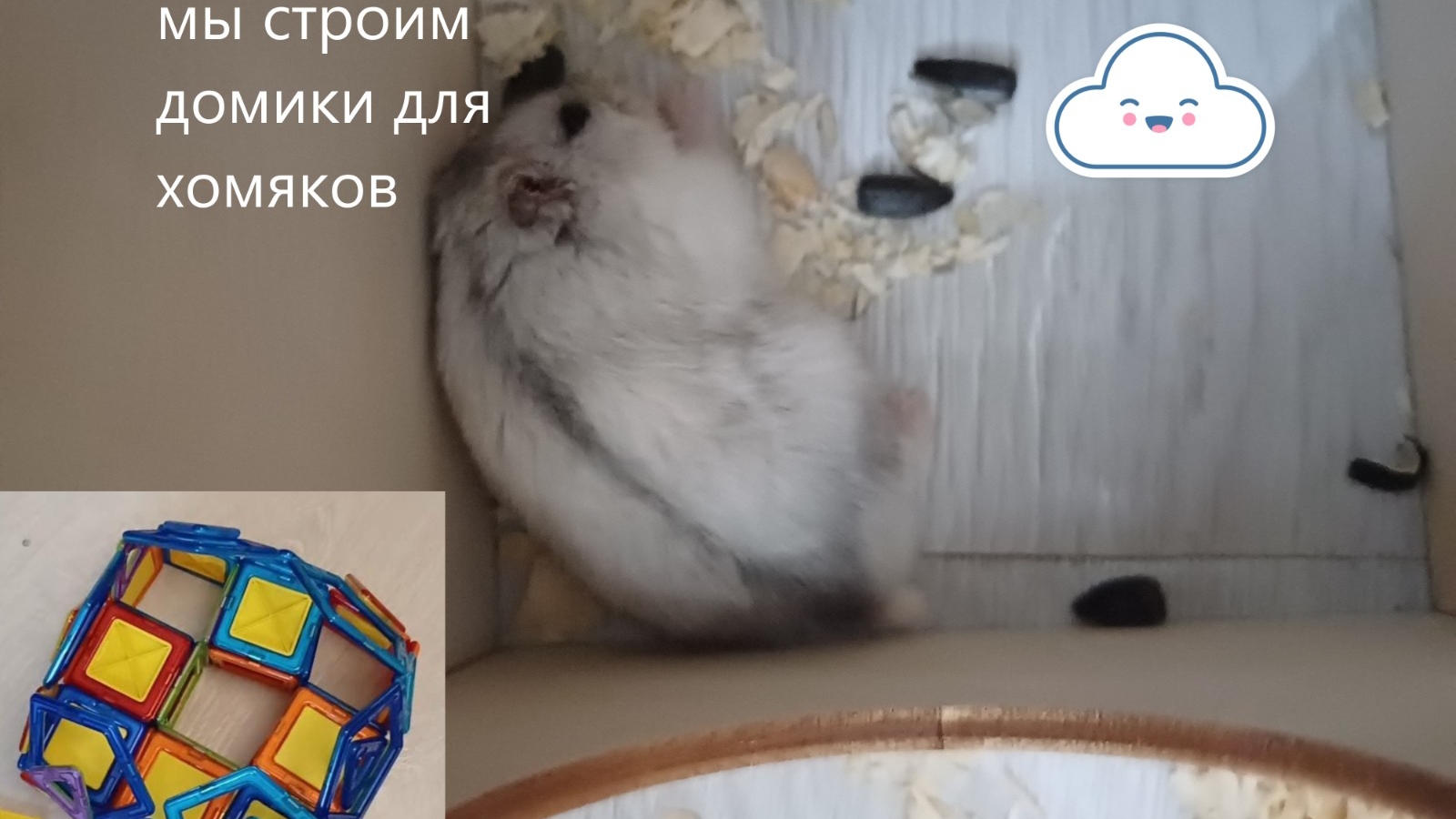 мы строим домики для Хомяков 🐹🐹