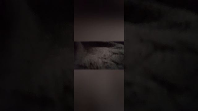 игрушки в RYTP №10 нового года не будет