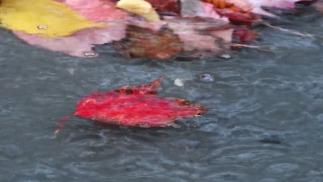 Русские Сезоны. Осень 2024. Ружьё