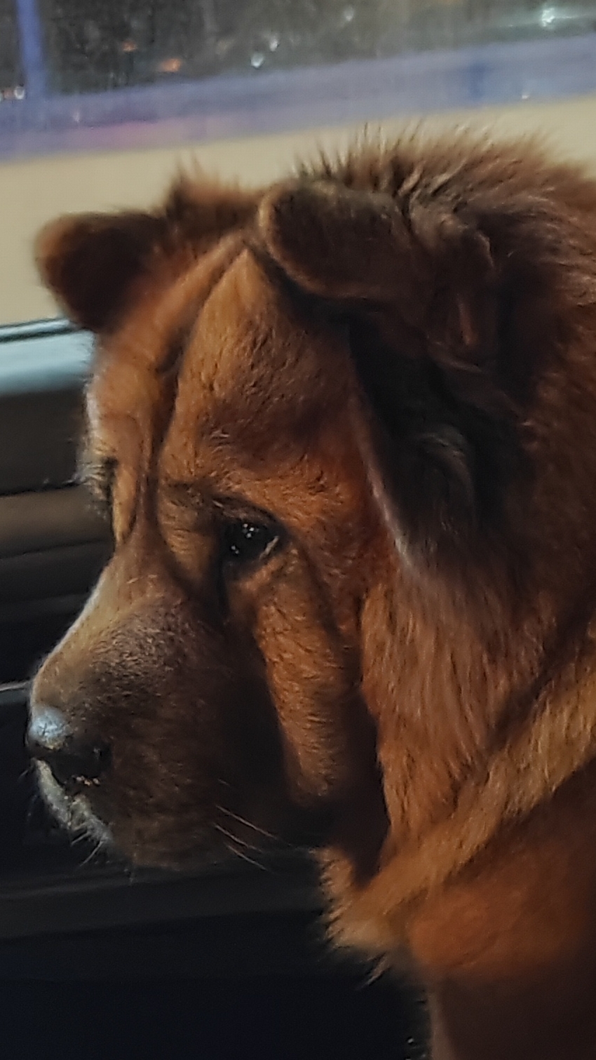 Гурманша хитропопая