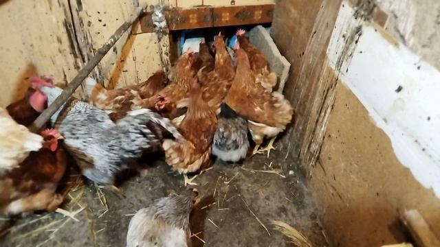 Как содержать курей