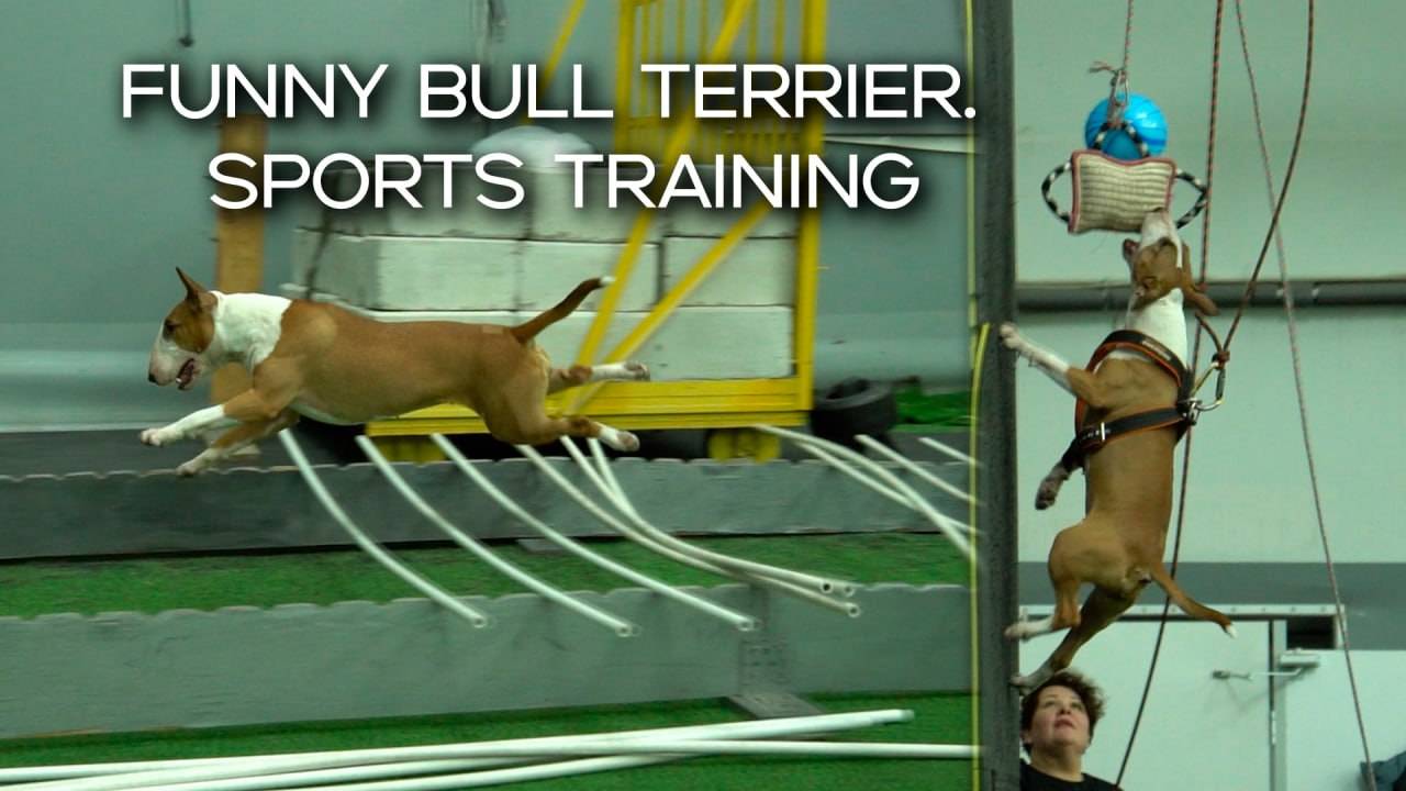Тренировка бультерьера. Спорт для собак. Funny Bull Terrier. Sports training.