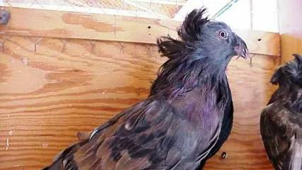 голуби трубачи барабанщики