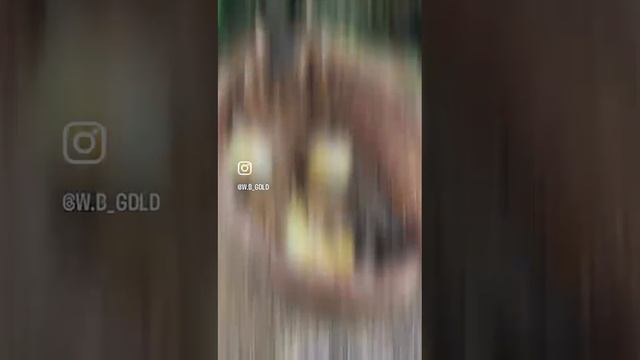 Видео про котика