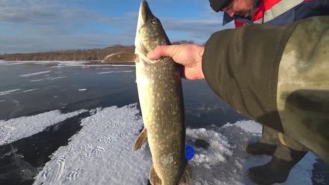 БЕШЕННЫЕ ПОКЛЁВКИ ЩУКИ. РЫБАЛКА НА ЩУКУ ЗИМОЙ