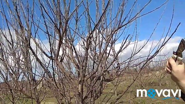 кгю.Видио-притча. Духовное обрезание и прививка душ.