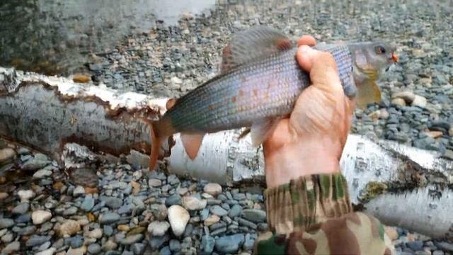 Рыбалка на ХАРИУСА. Здоровый Хариузян реки Белая. По притокам реки Чарыш. Алтайский край