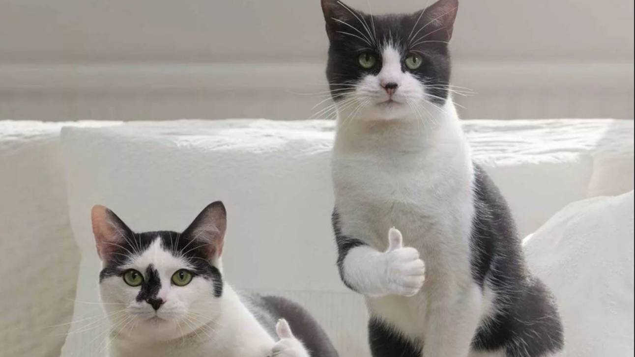 Весёлая подборка смешных видео с кошками