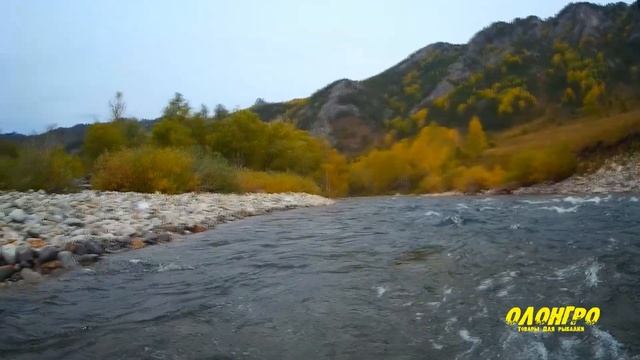 ХАРИУС ТИГИРЕКСКОГО ЗАПОВЕДНИКА. Река Иня, Алтайский край.