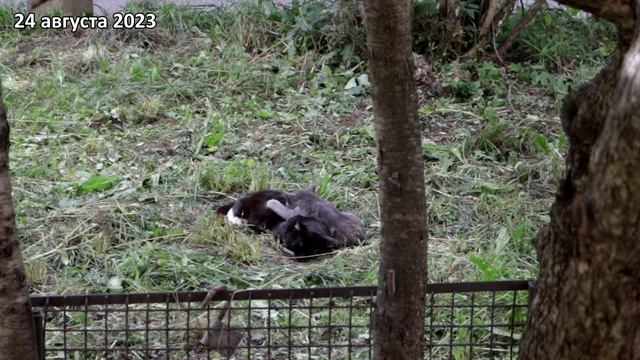 Бывалый и Живопырка.