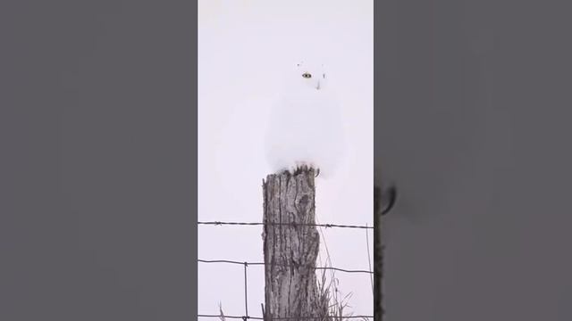 маскировка