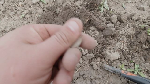 КОП Стародубов