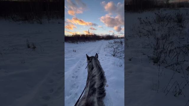 Конный клуб «Малинка»