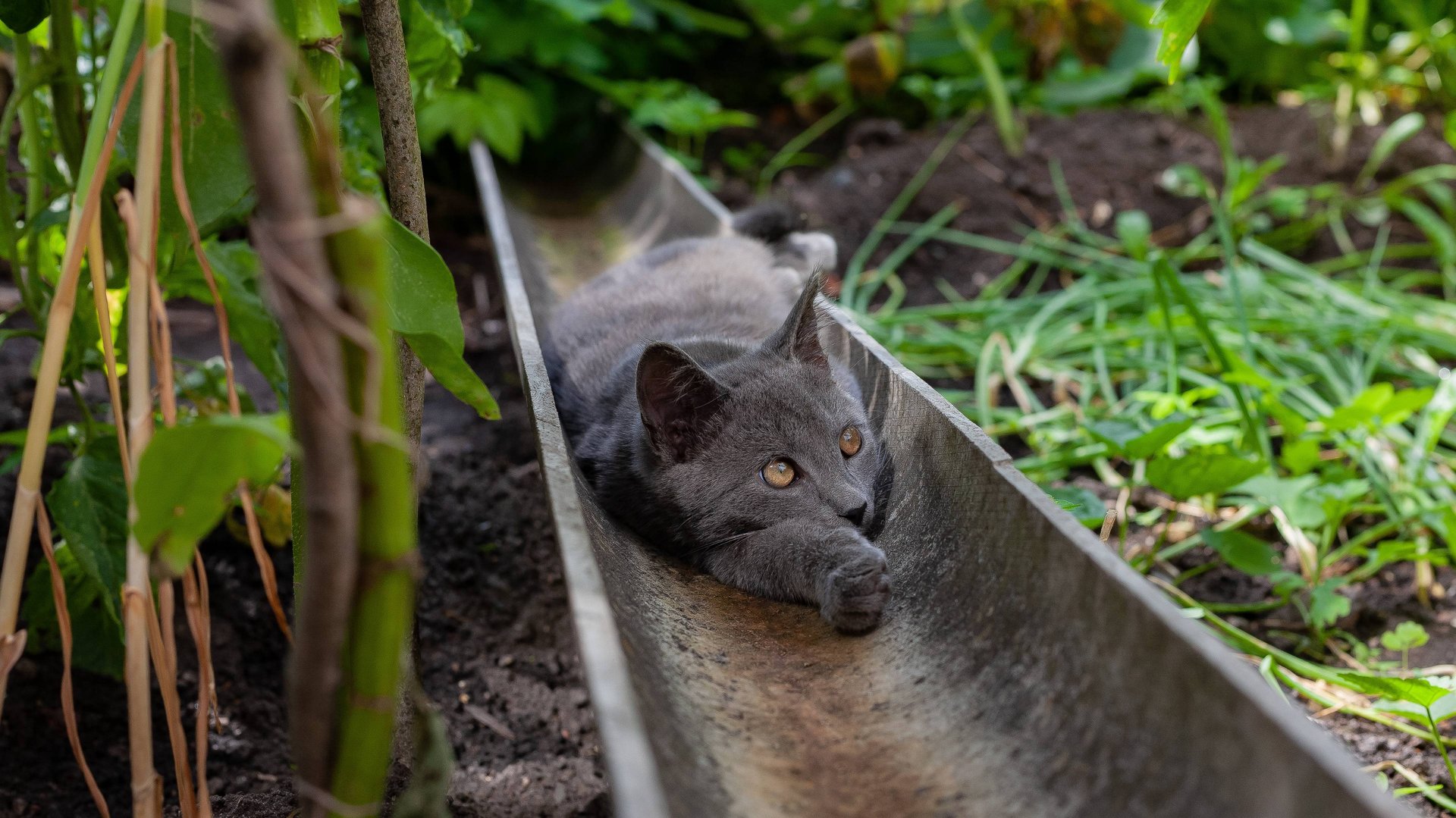 Игра с Живопыркой.