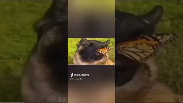 Собака с бабочкой мем