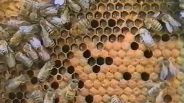 Состав маточного молочка. Производство цветочной пыльцы.