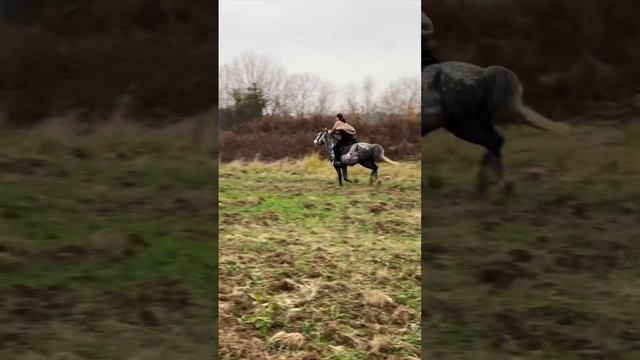 Конный клуб «Малинка»