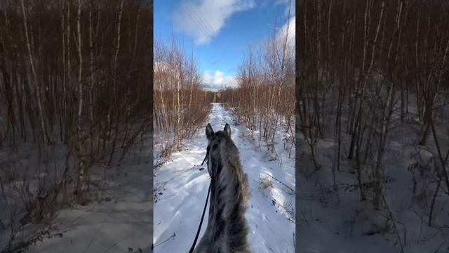 Конный клуб «Малинка»