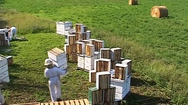 Польские пасеки в Канаде  Часть 1. Язык Польский