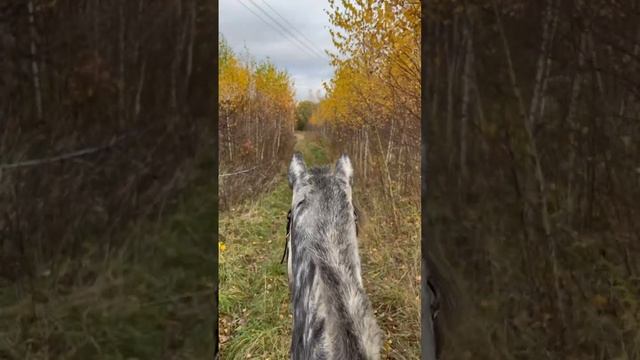 Конный клуб «Малинка»