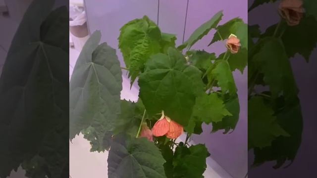 31.12.2024. Абутилон или комнатный клен