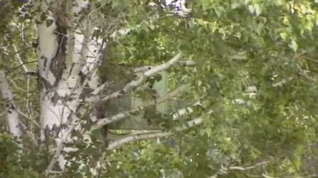 Ловушка для пчёл. Съёмка Устюжанин Андрей.