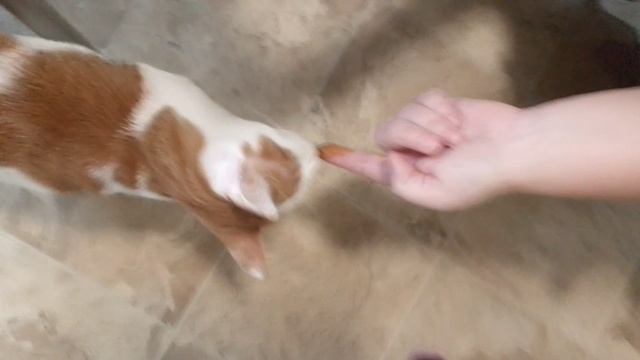 Кошки едят сгущёнку