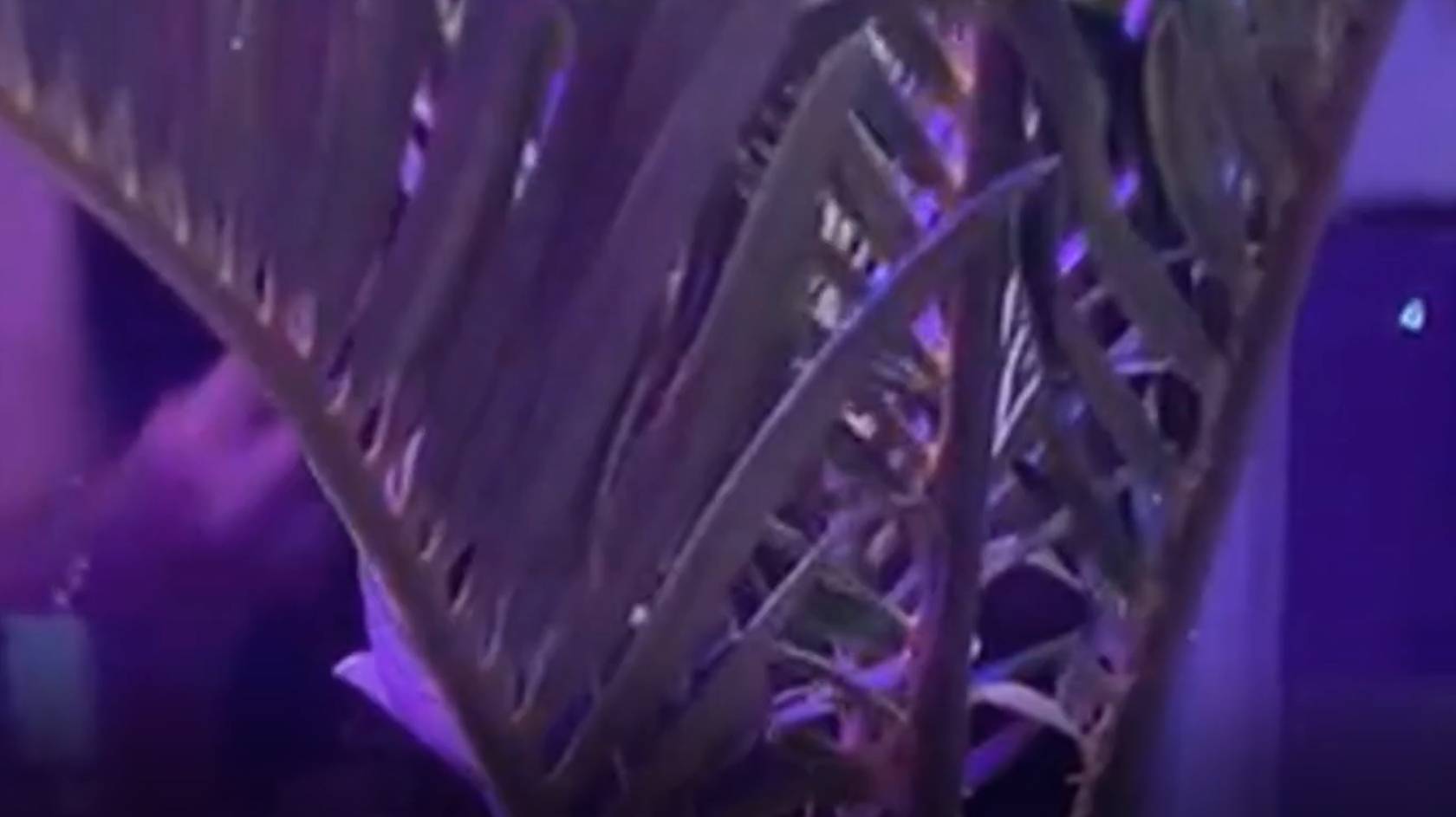 31.12.2024 Цикас. Саговник на окне