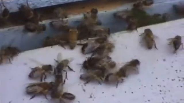 Устюжанин Андрей medosbor 3