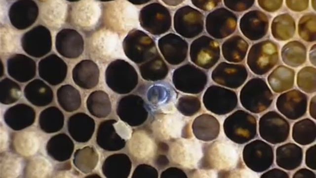 Рождение матки,трутня,рабочей пчелы.Съёмка Устюжанин Андрей.