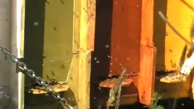 Пчелопавильон Берендей Часть 1