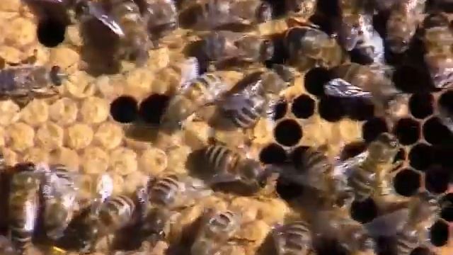 Уход за пчелами на кочевой пасеке 2007. Устюжанин Андрей.