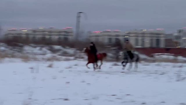 Конный клуб «Малинка»