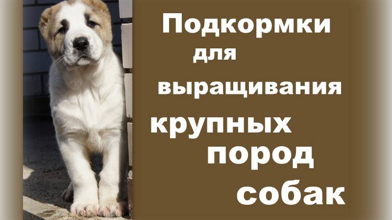 Подкормки для выращивания крупных щенков