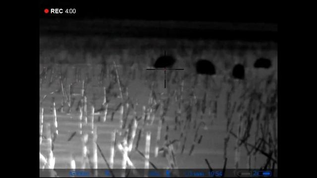 Цель: найти кабанов ночью и подойти на выстрел